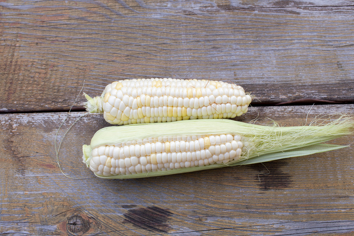 Corn – Prairie Garden Seeds