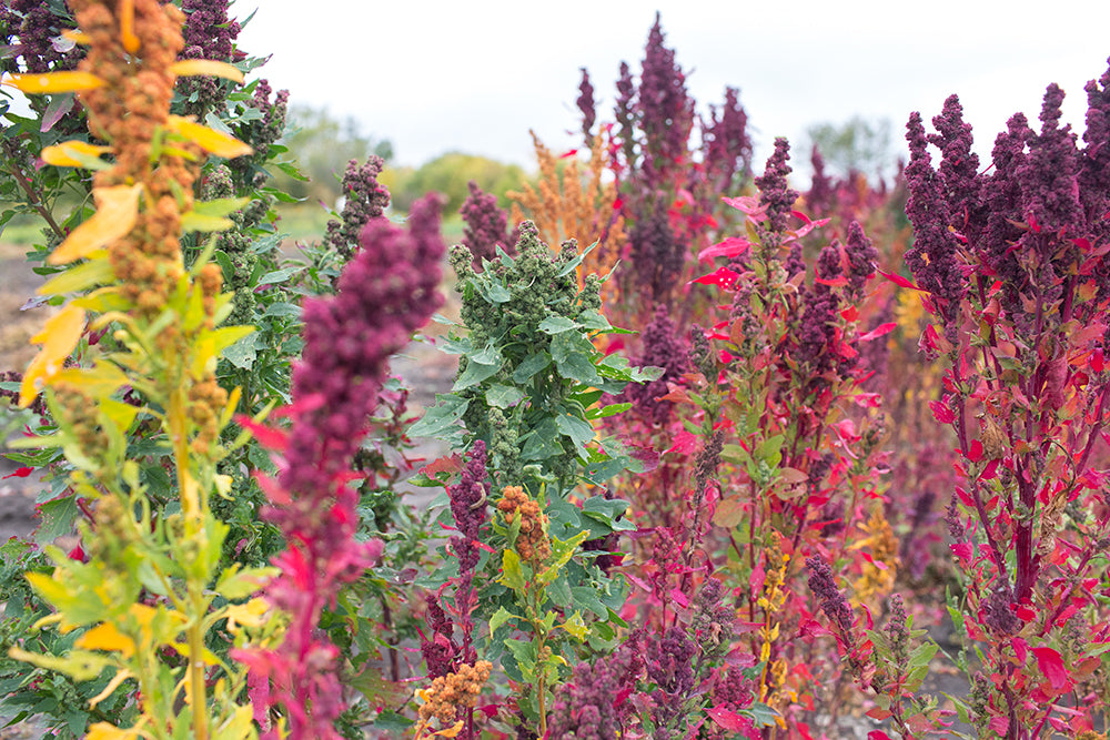 Other Seed Crops – Prairie Garden Seeds