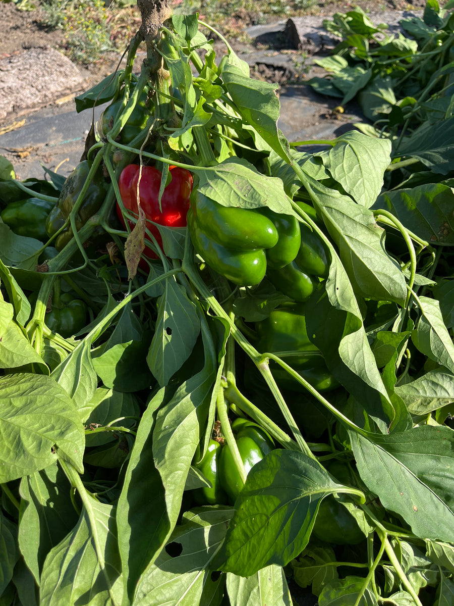 Pepper (Sweet) - King of the North – Prairie Garden Seeds