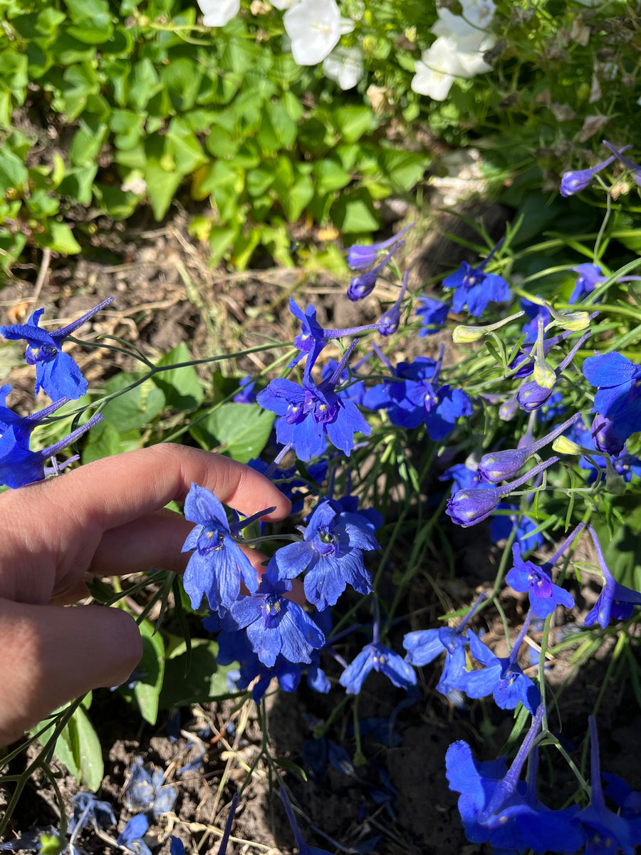 Delphinium – Chinese Larkspur – Prairie Garden Seeds
