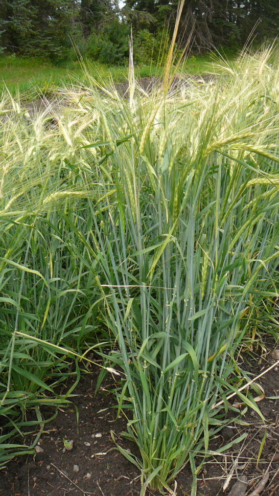 Barley (Hulless) - Ethiopian – Prairie Garden Seeds