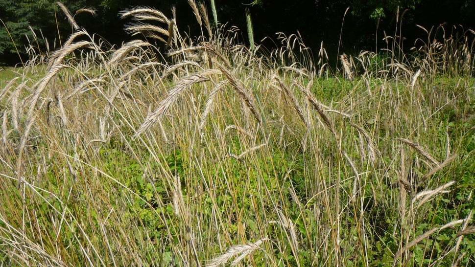 Rye - Perennial – Prairie Garden Seeds