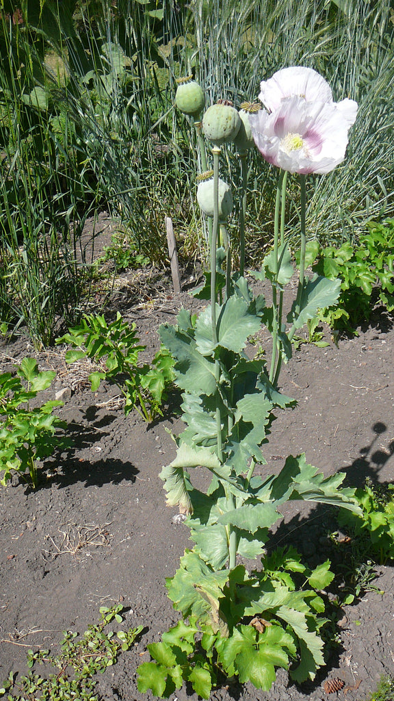 Poppy - Mary's – Prairie Garden Seeds