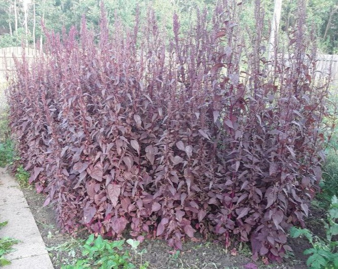 Greens - Orach Red Flash – Prairie Garden Seeds