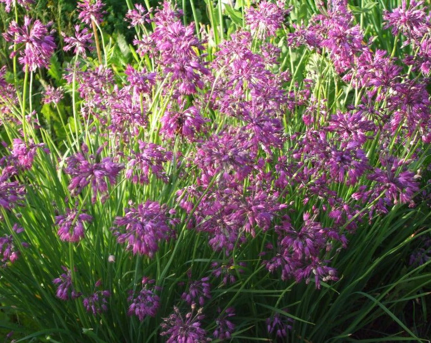 Allium Cyathophorum – Prairie Garden Seeds