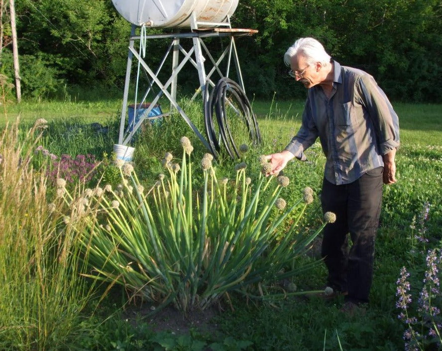 Allium - Altai Onion – Prairie Garden Seeds