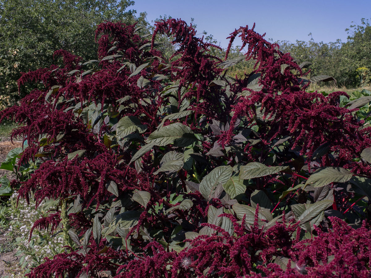 Amaranth - Hopi Red Dye – Prairie Garden Seeds