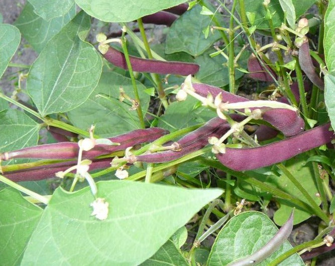 Green Bean (Bush) - Red Swan – Prairie Garden Seeds