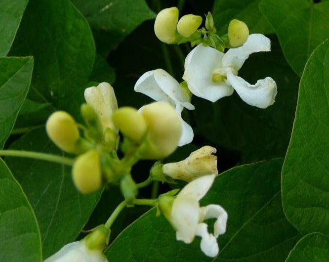 Runner Bean - White Half Runner – Prairie Garden Seeds