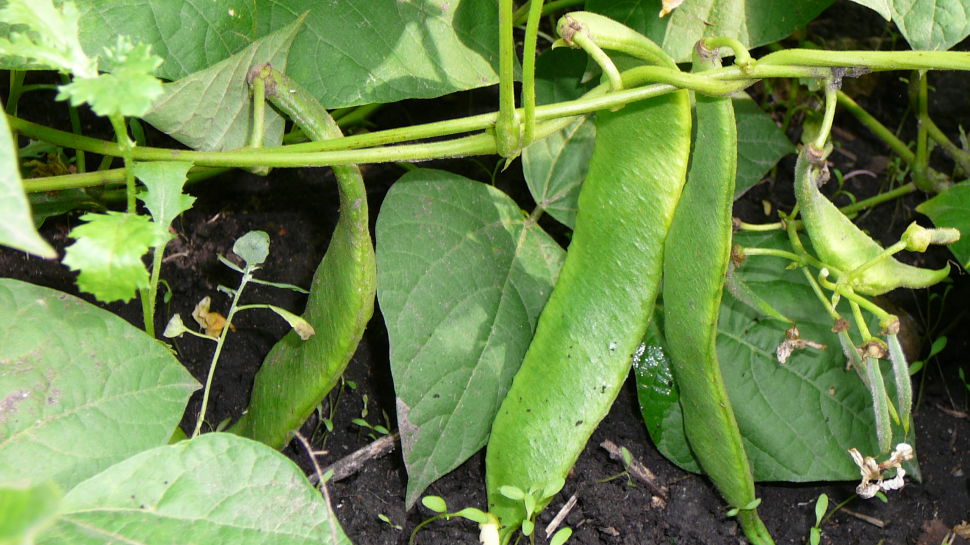 Runner Bean - White Half Runner – Prairie Garden Seeds