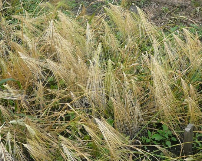 Barley (Hulled) - Bere – Prairie Garden Seeds