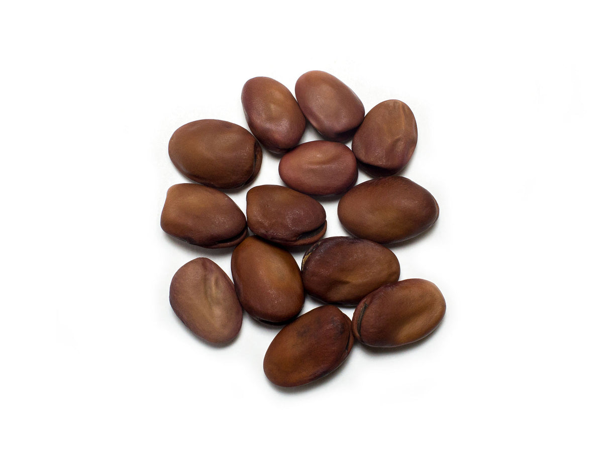 Broad Bean/Fava - MB5 Red – Prairie Garden Seeds
