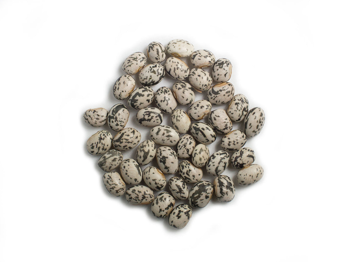Dry Bean (Bush) - Canadian Wild Goose – Prairie Garden Seeds