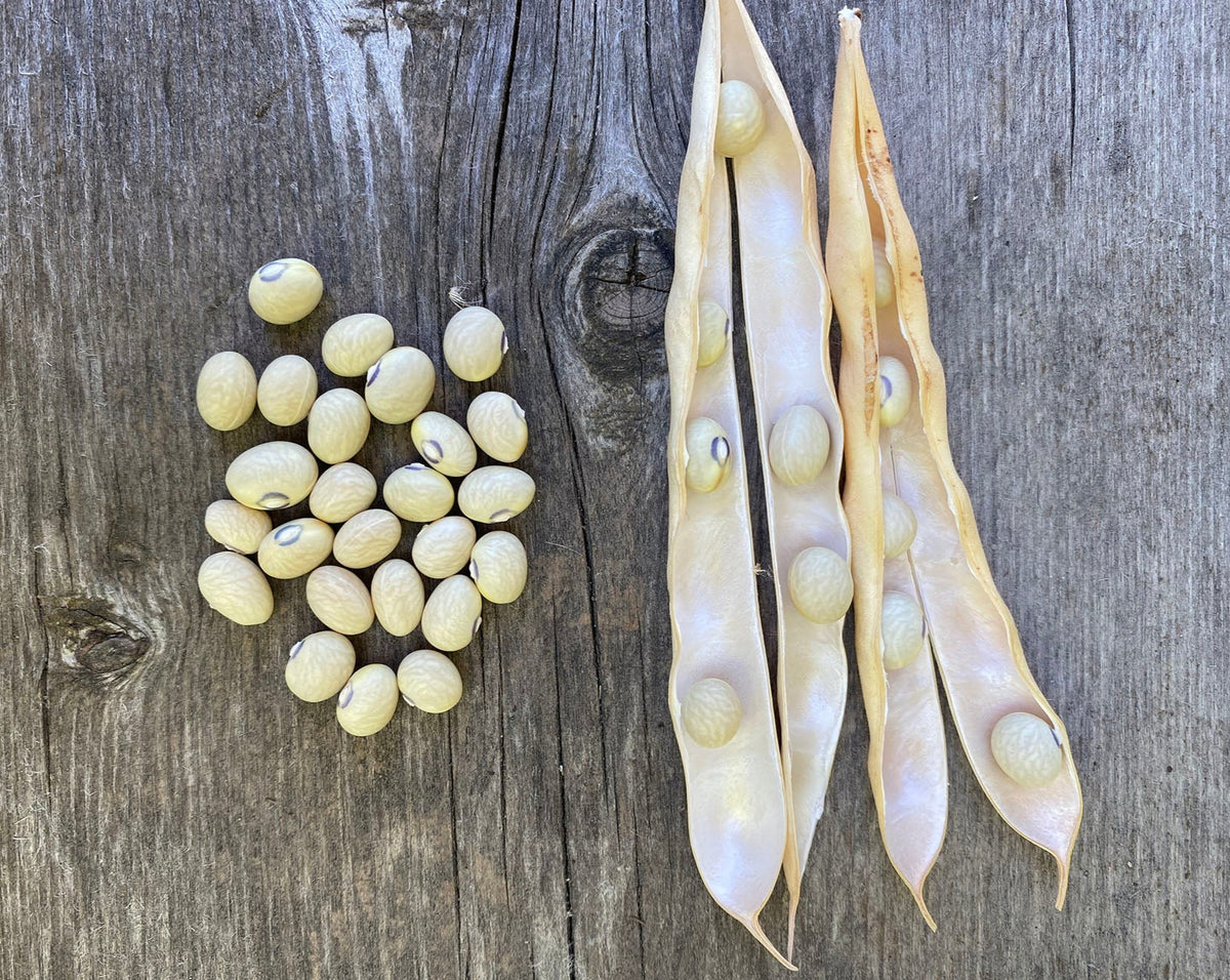 Dry Bean (Bush) - Mrs Kahl – Prairie Garden Seeds