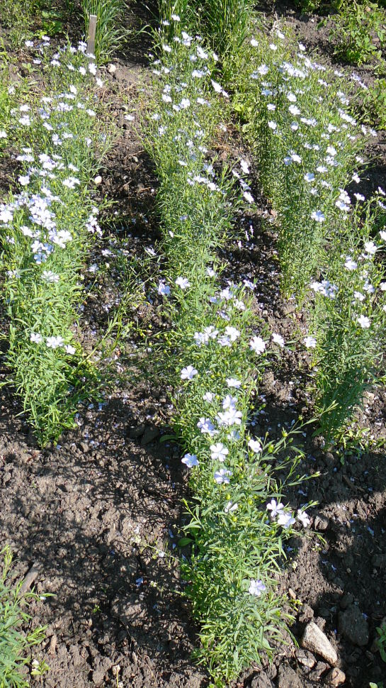 Flax – Prairie Garden Seeds