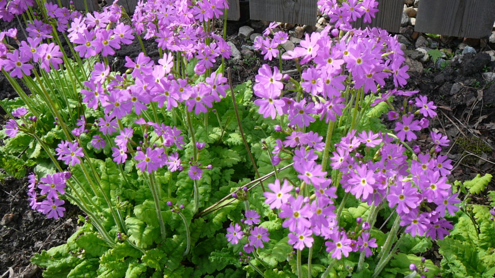 Primula - Cortusa Primrose – Prairie Garden Seeds