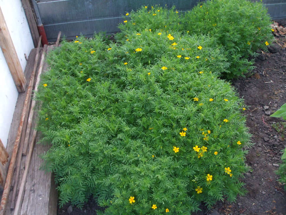 Tagetes (Signet/Gem Marigold) - Lemon Gem – Prairie Garden Seeds