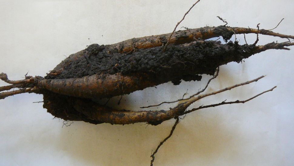 Psoralea - Indian Breadroot – Prairie Garden Seeds