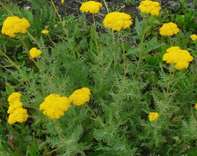 Achillea (Yarrow) - Cloth of Gold – Prairie Garden Seeds