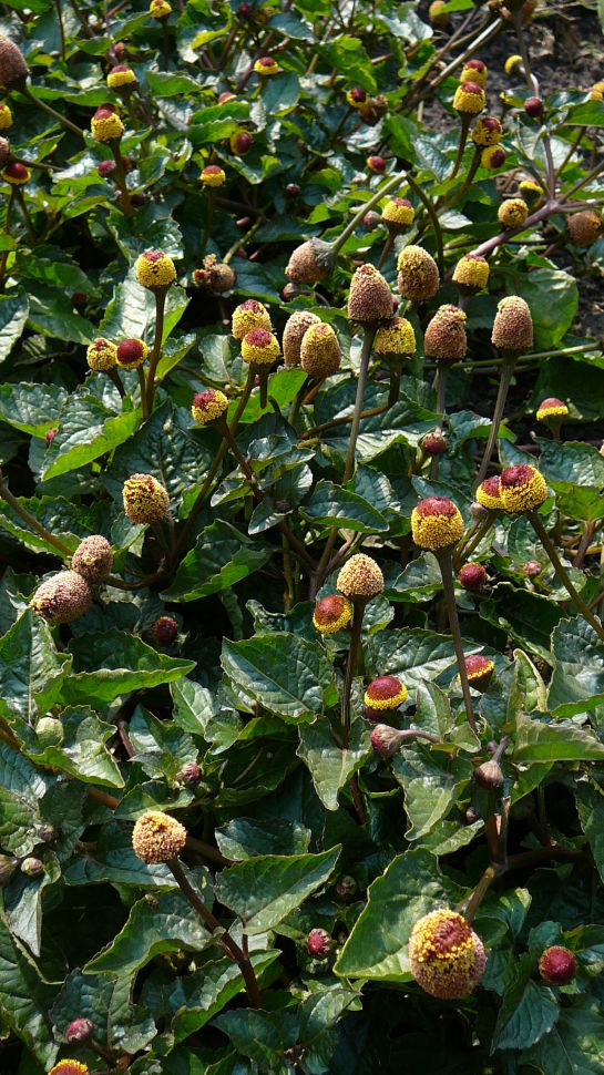 Spilanthes – Toothache Plant – Prairie Garden Seeds