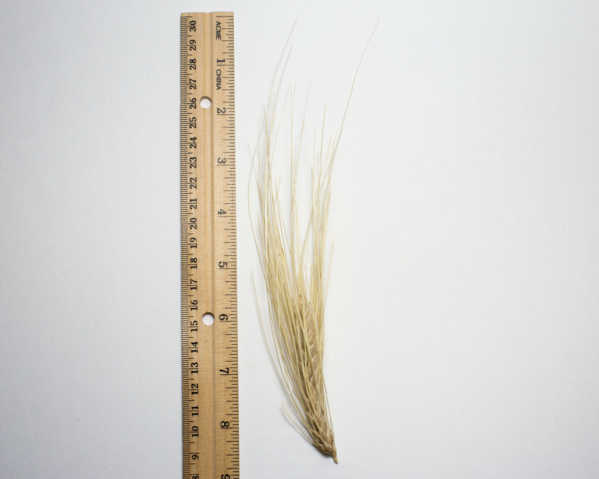 Barley (Hulled) - Bere – Prairie Garden Seeds