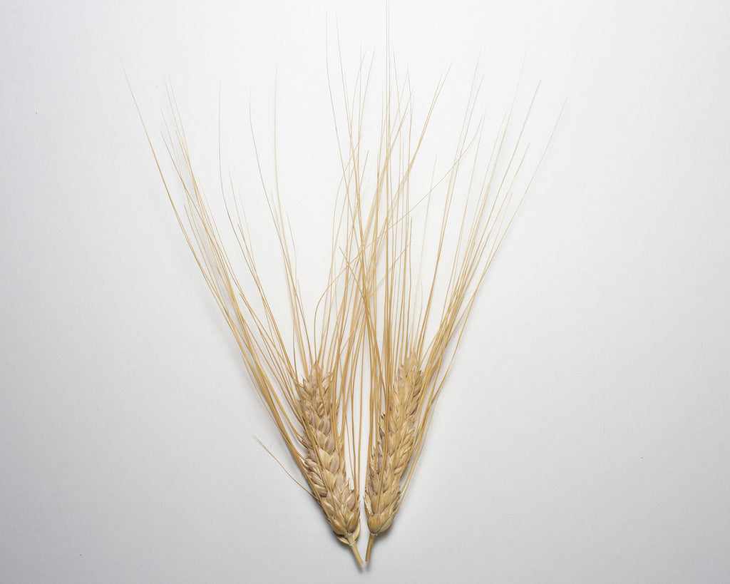 Wheat (Durum) - Kubanka – Prairie Garden Seeds