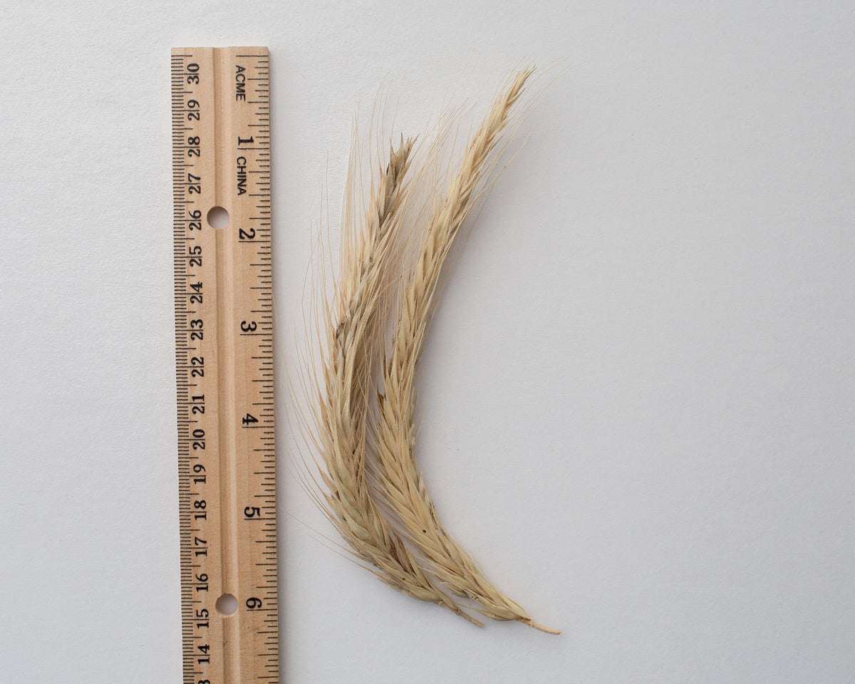 Rye - White – Prairie Garden Seeds