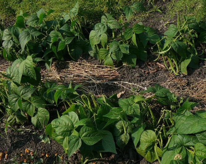 Filet Bean (Bush) - Fin de Bagnols – Prairie Garden Seeds