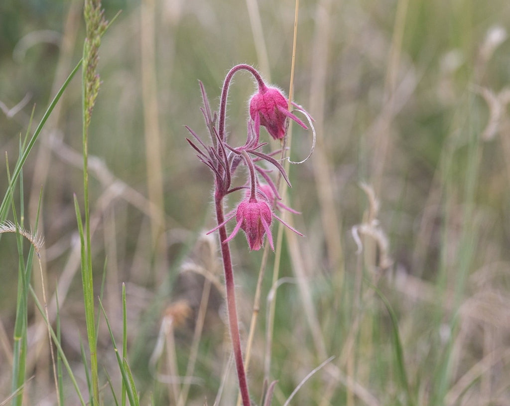 Geum - Three Flowered Avens – Prairie Garden Seeds
