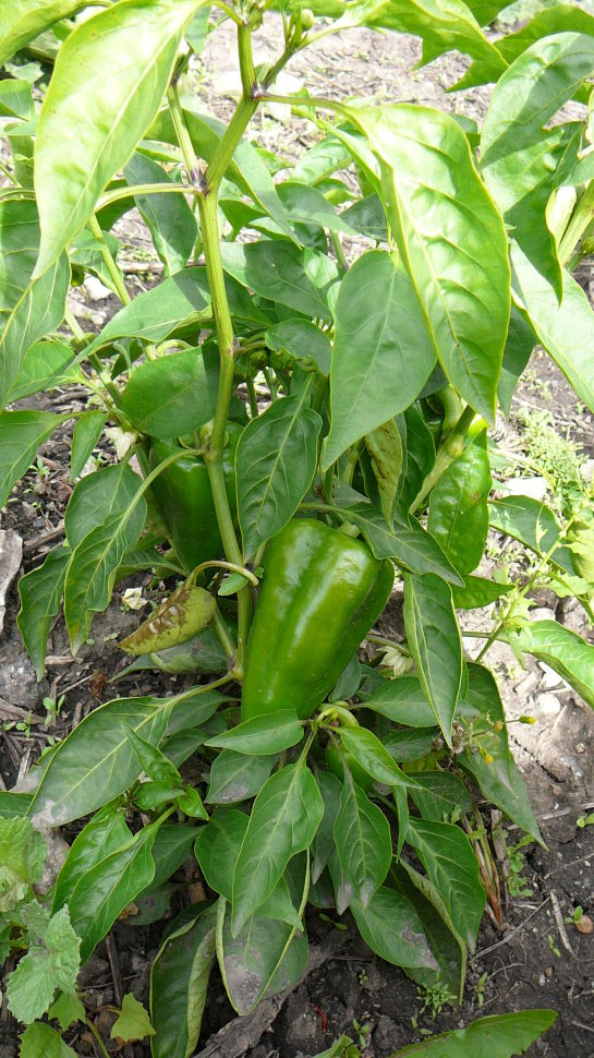 Pepper (Sweet) - Apple – Prairie Garden Seeds