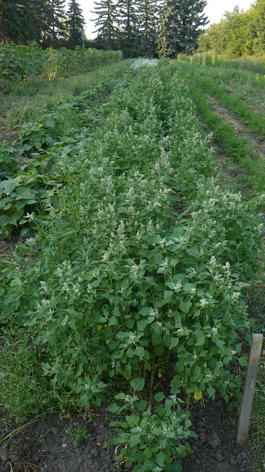 Quinoa - Temuco – Prairie Garden Seeds