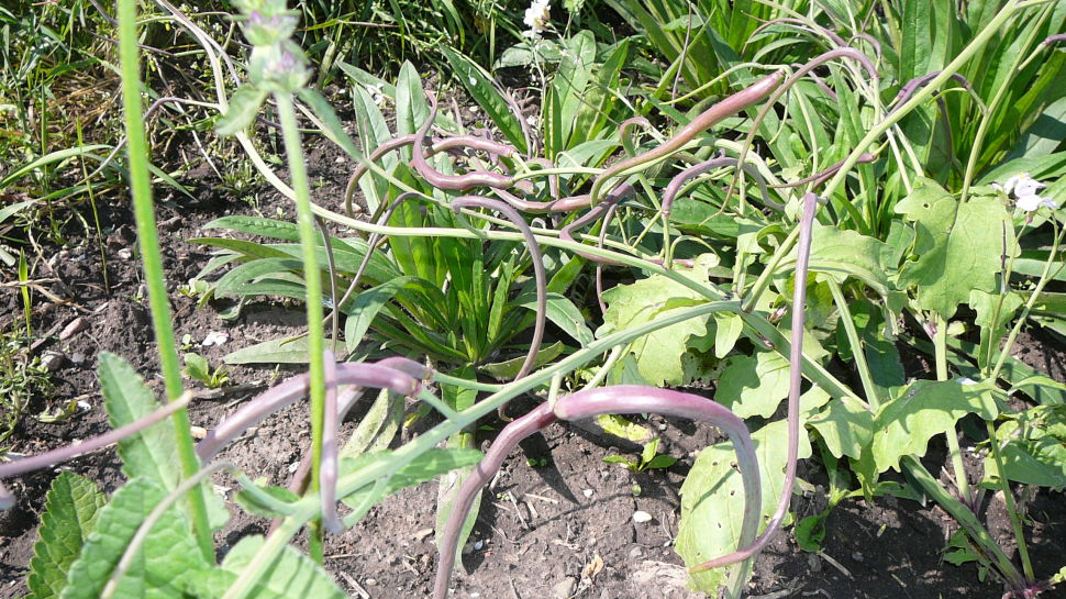 Radish - Rat's Tail – Prairie Garden Seeds