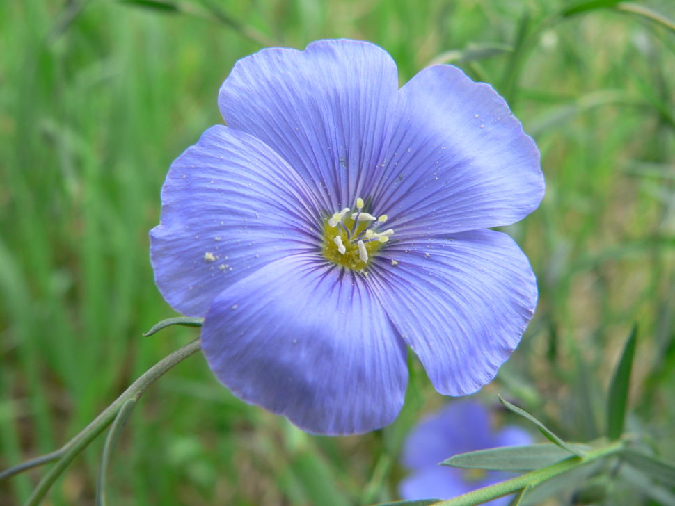 Linum - Perennial Blue Flax – Prairie Garden Seeds