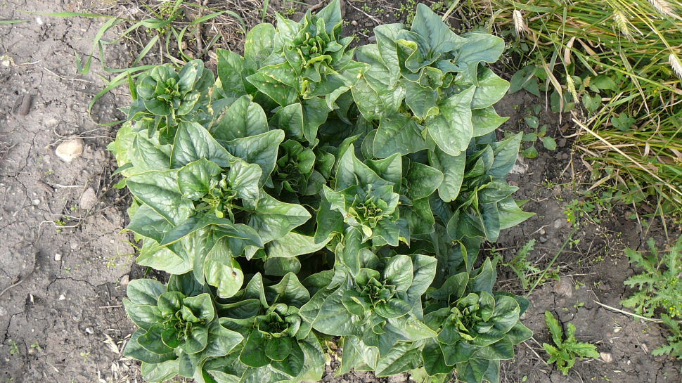 Spinach - Lorelei – Prairie Garden Seeds