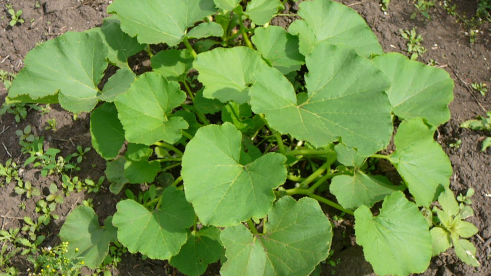 Squash (Winter) - Gete-Okosomin – Prairie Garden Seeds