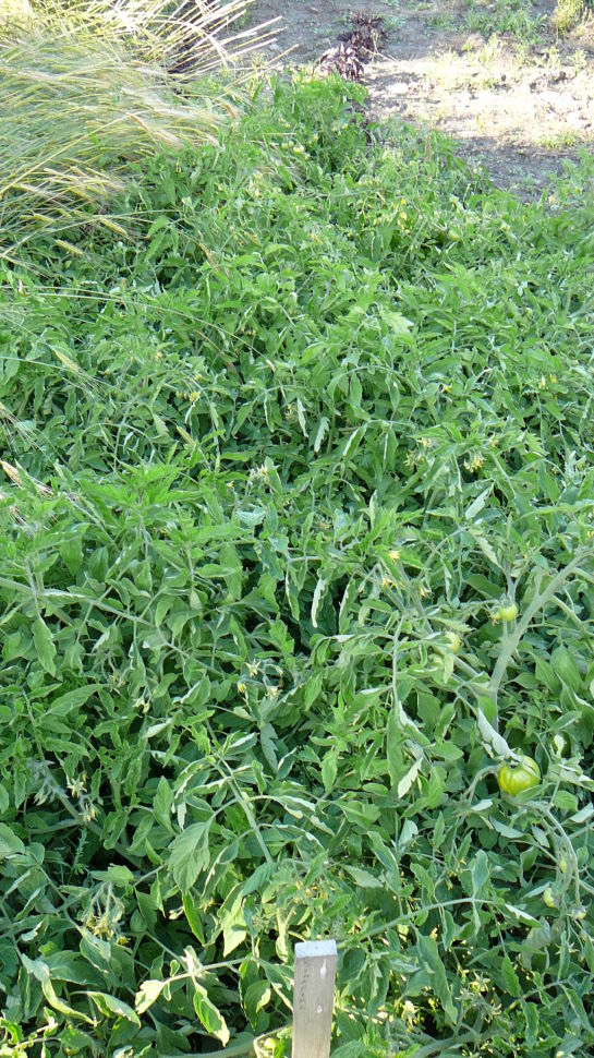 Starfire – Prairie Garden Seeds