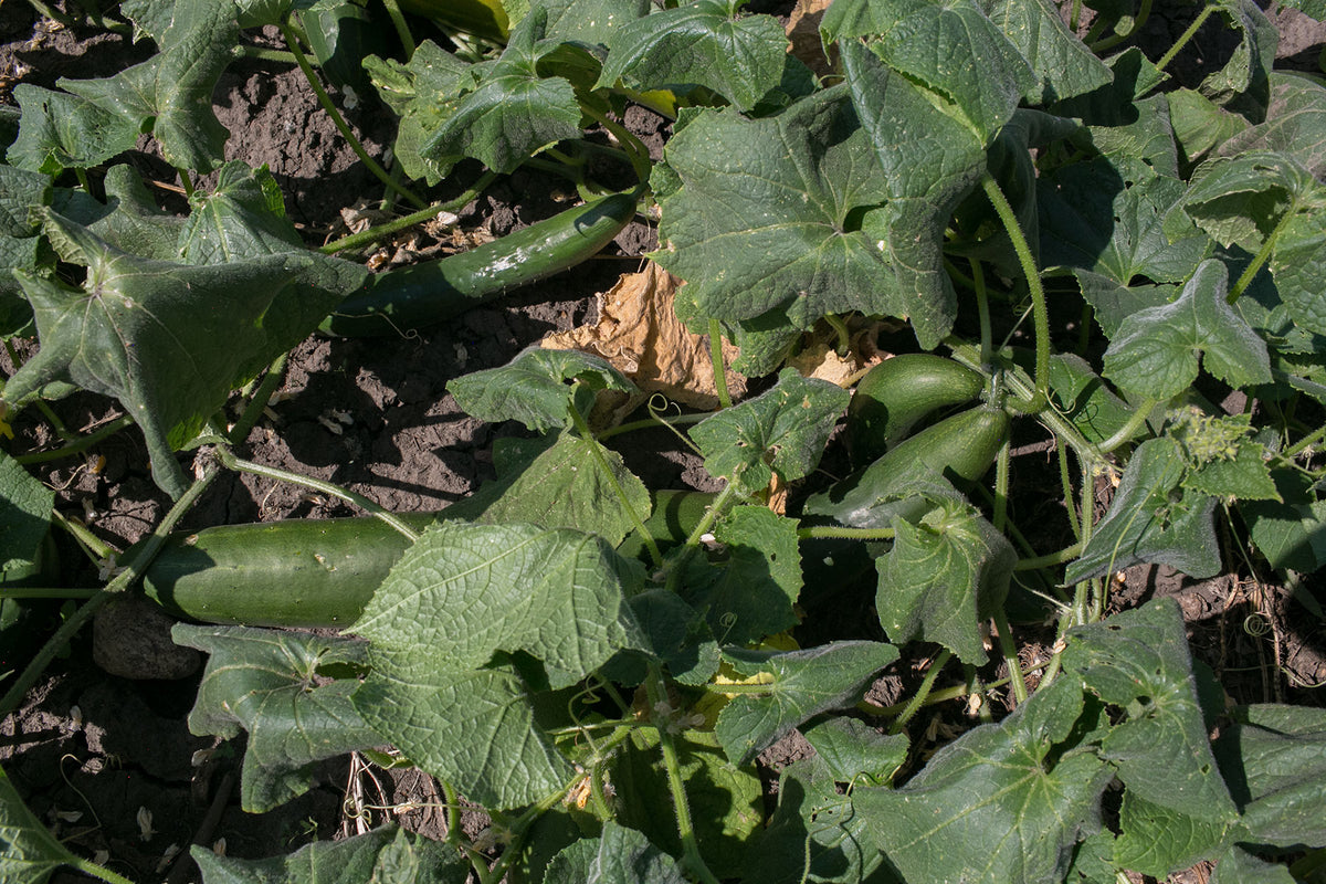 Cucumber - Aonaga Jibai – Prairie Garden Seeds
