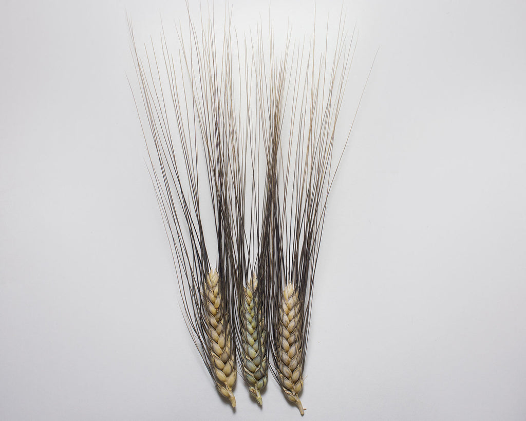 Wheat (Durum) - De Cañete la Réal – Prairie Garden Seeds