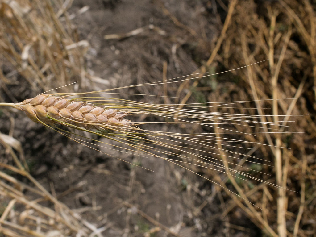 Wheat (Durum) - Kubanka – Prairie Garden Seeds