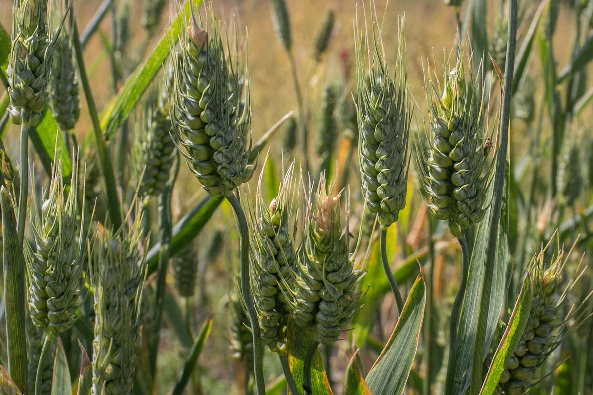 Wheat (Species) - Dwarf Indian – Prairie Garden Seeds