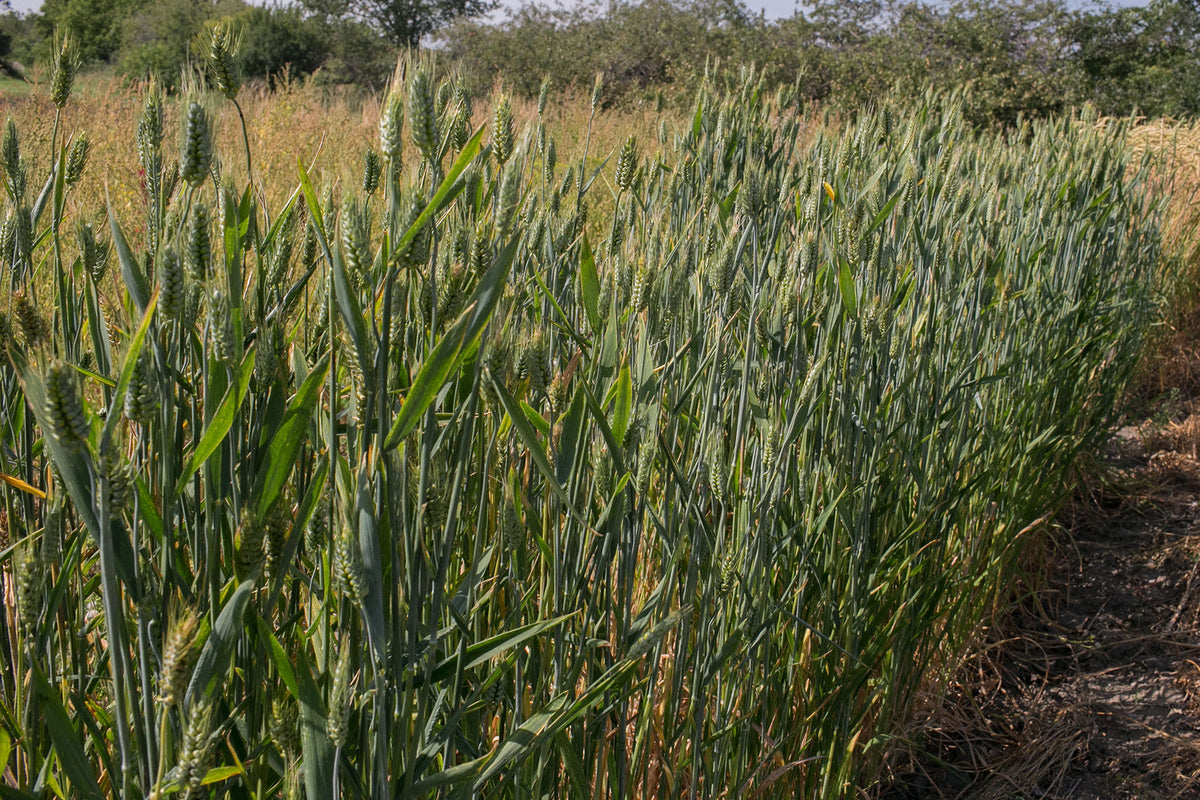 Wheat (Species) - Dwarf Indian – Prairie Garden Seeds