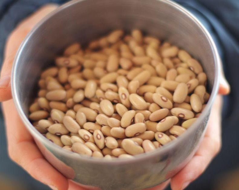 Dry Bean (Bush) - Arikara Yellow – Prairie Garden Seeds