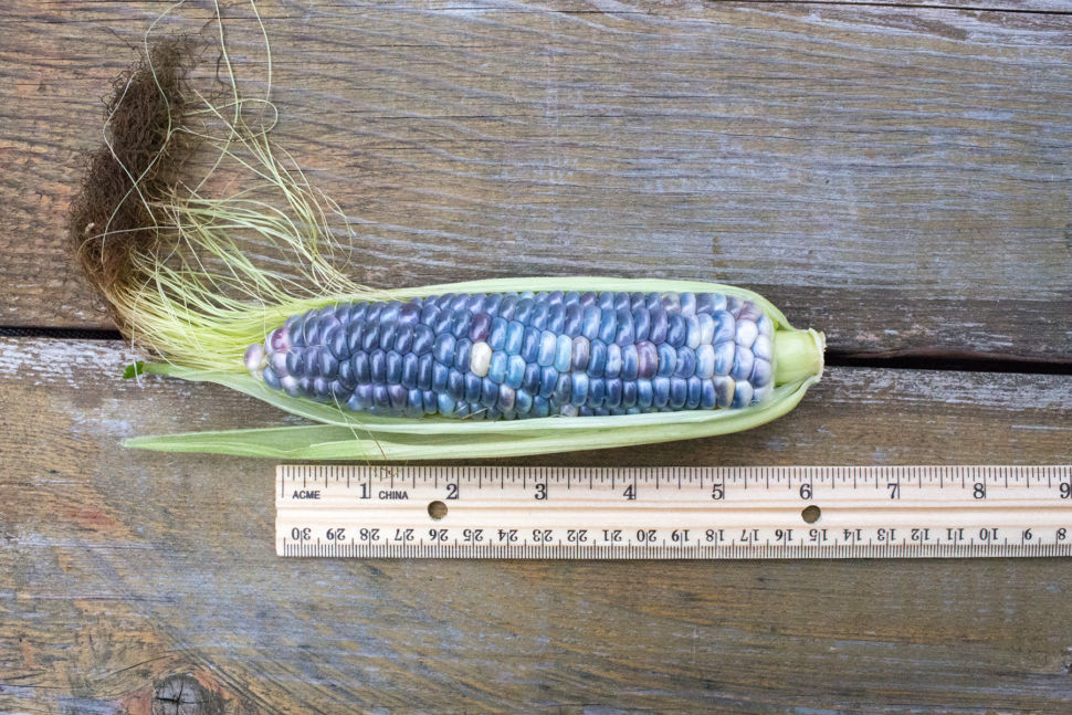 Sweet Corn - Blue Jade – Prairie Garden Seeds