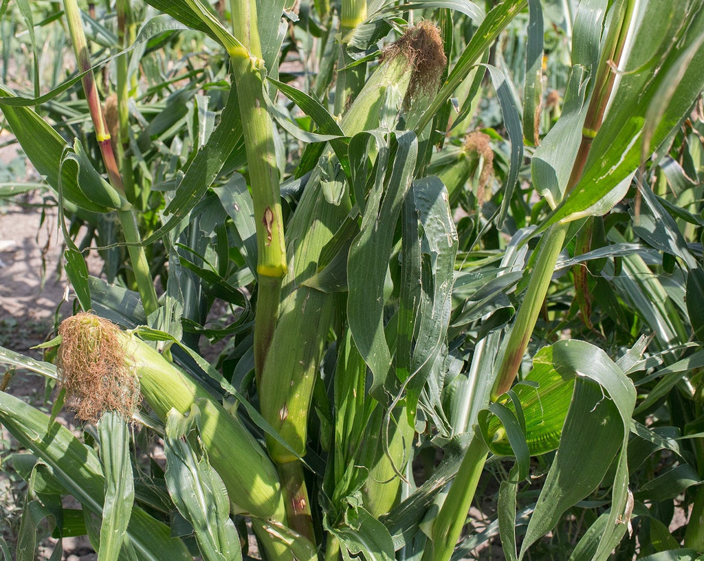 Sweet Corn - Orchard Baby – Prairie Garden Seeds