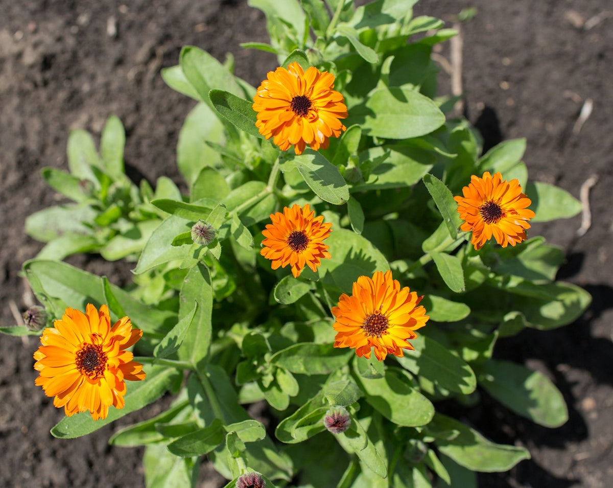Calendula – Flashback Mix – Prairie Garden Seeds