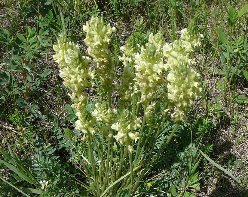 Oxytropis - Yellow Locoweed – Prairie Garden Seeds
