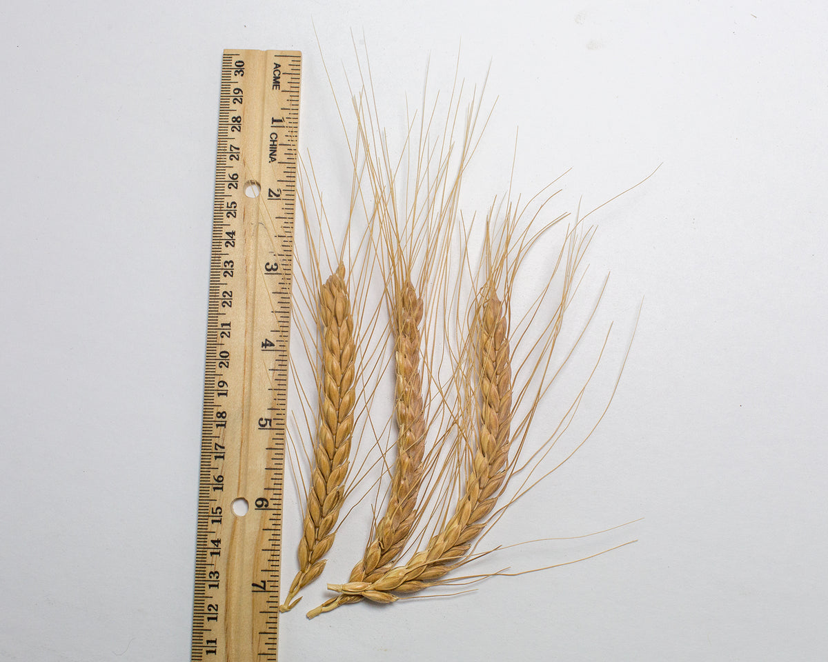 Wheat (Emmer) - Abyssinian – Prairie Garden Seeds