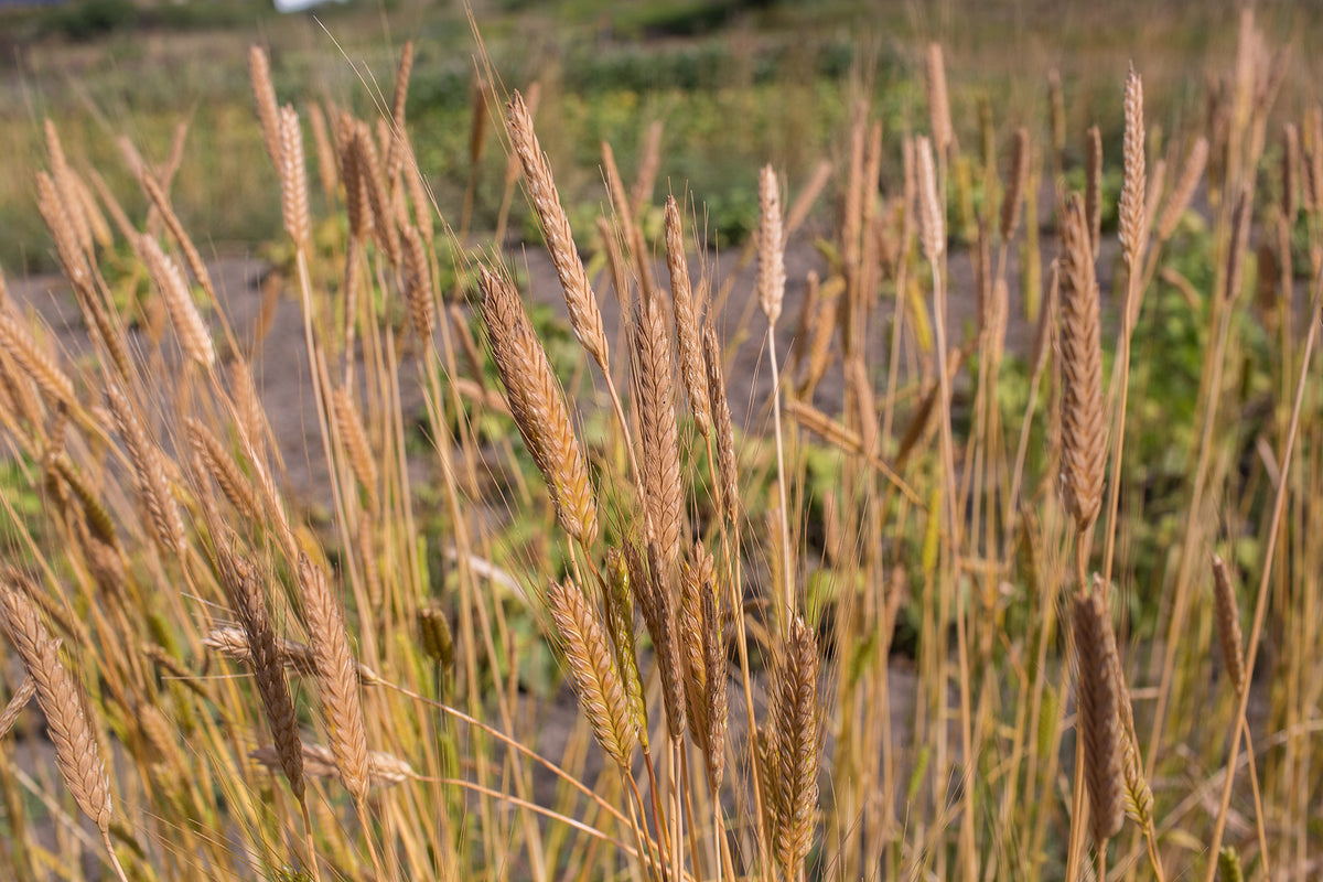 Wheat (Einkorn) - Alaska Spelt – Prairie Garden Seeds