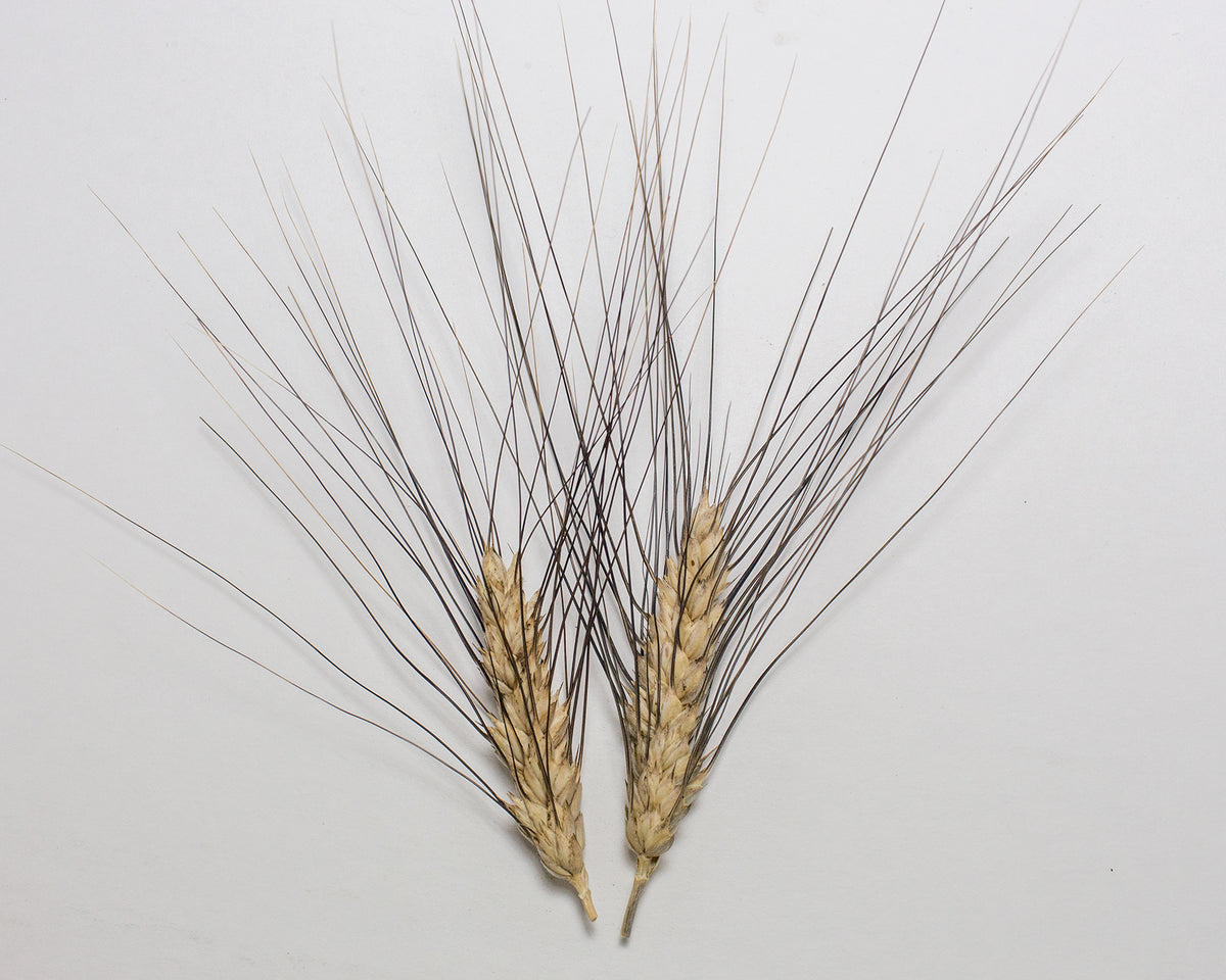 Wheat (Durum) - Antiguo de Ronda – Prairie Garden Seeds
