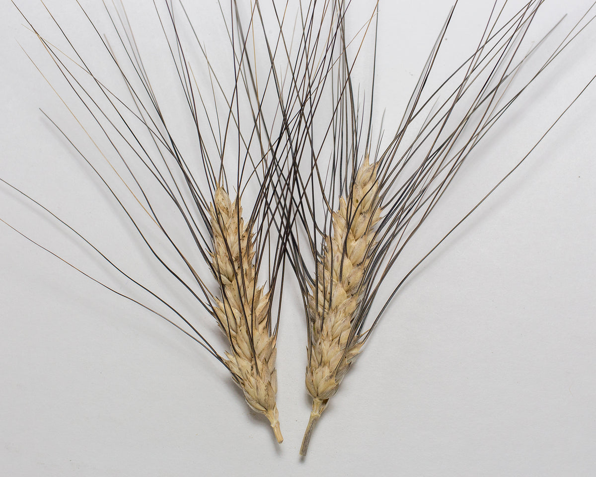 Wheat (Durum) - Antiguo de Ronda – Prairie Garden Seeds